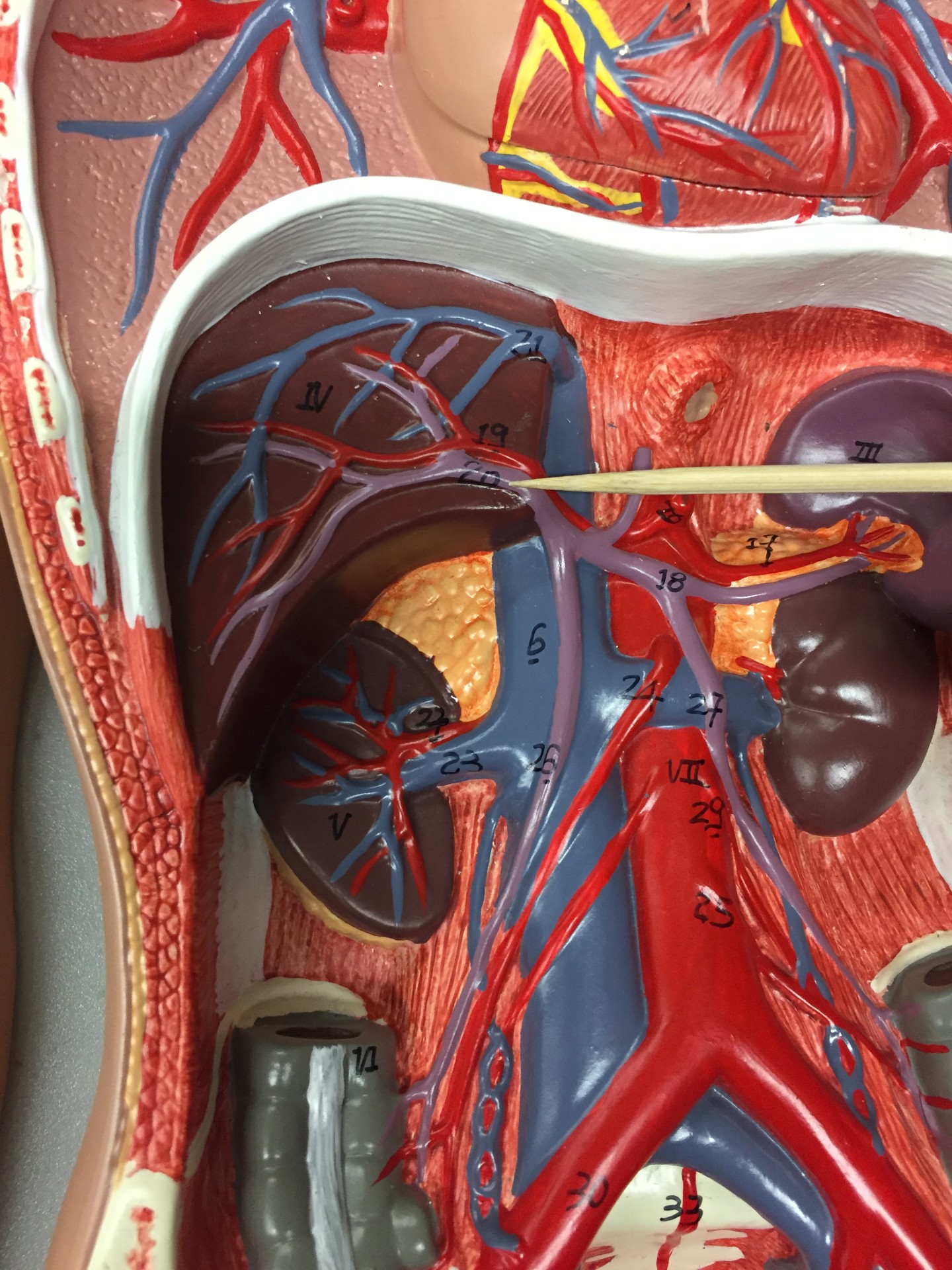 veins Flashcards | Memorang