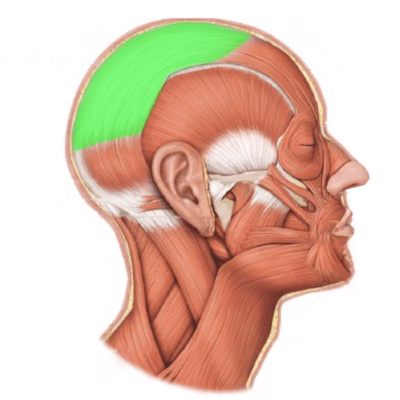 Fej izmai I. Flashcards | Memorang