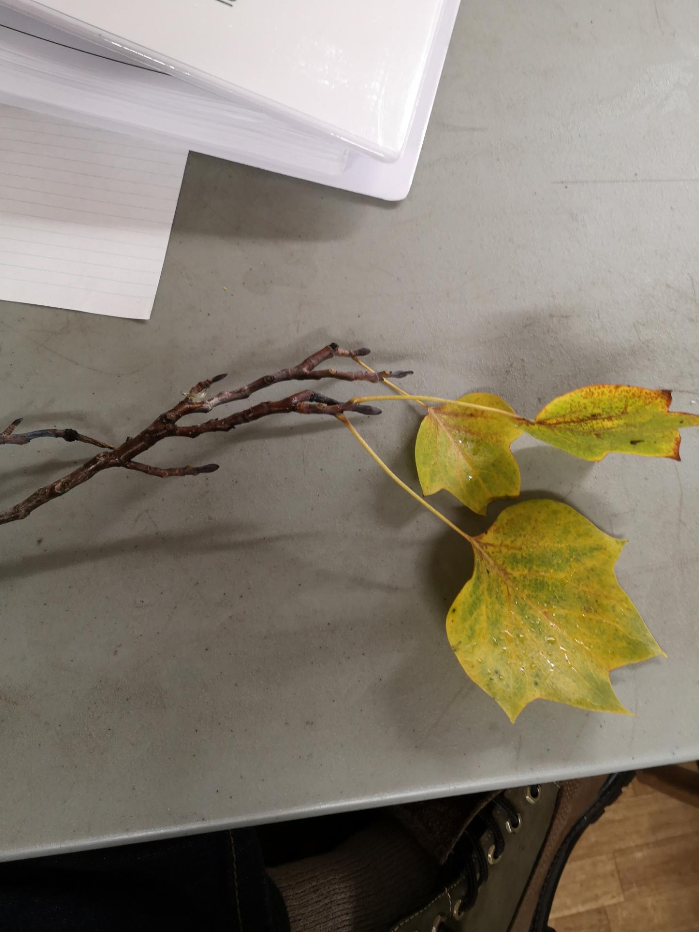 HCP level 3 summer list Flashcards | Memorang