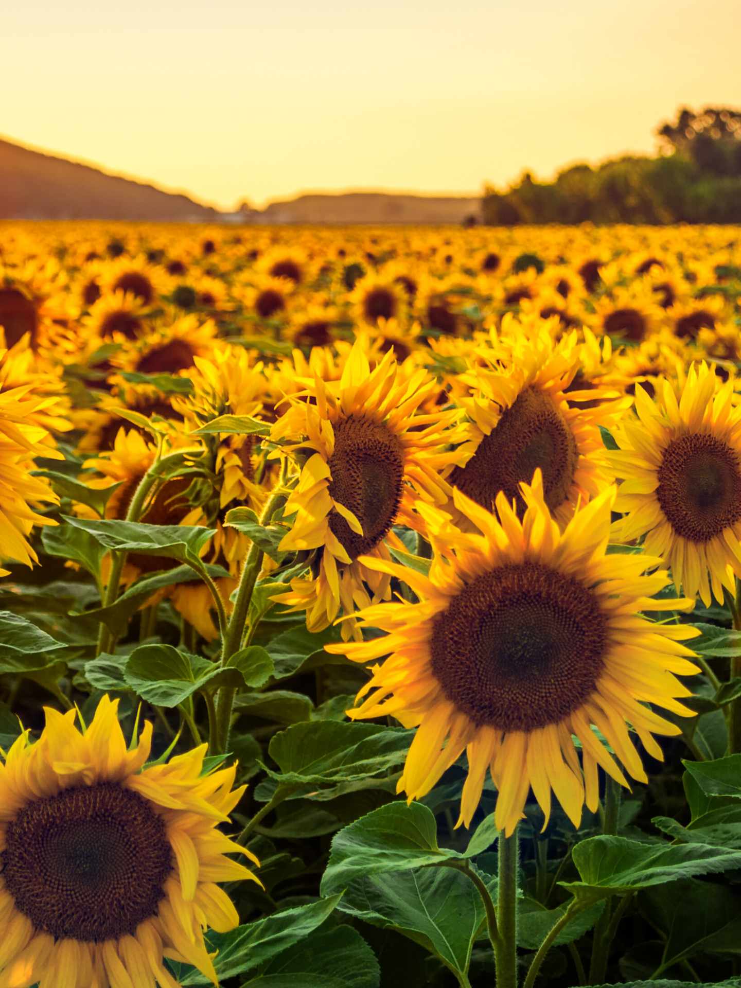 Flowers Flashcards | Memorang