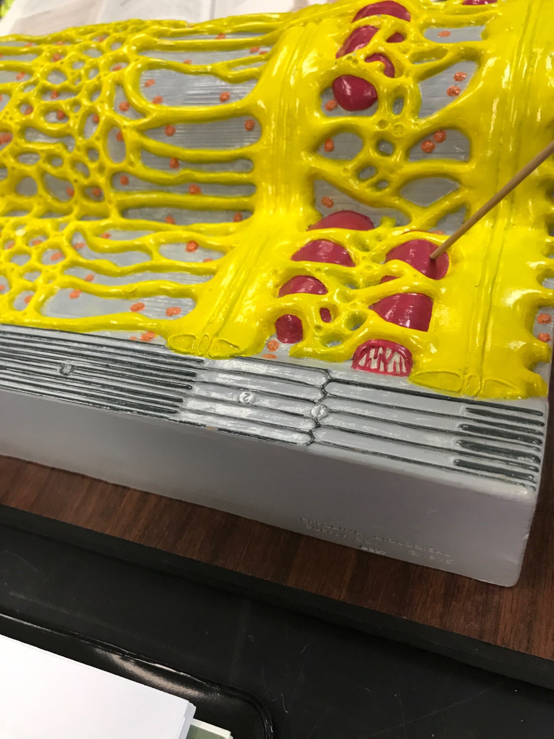 Myofibrils model Flashcards | Memorang