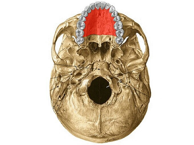 Base Externa do Crânio - ENF e BIOMED Flashcards | Memorang