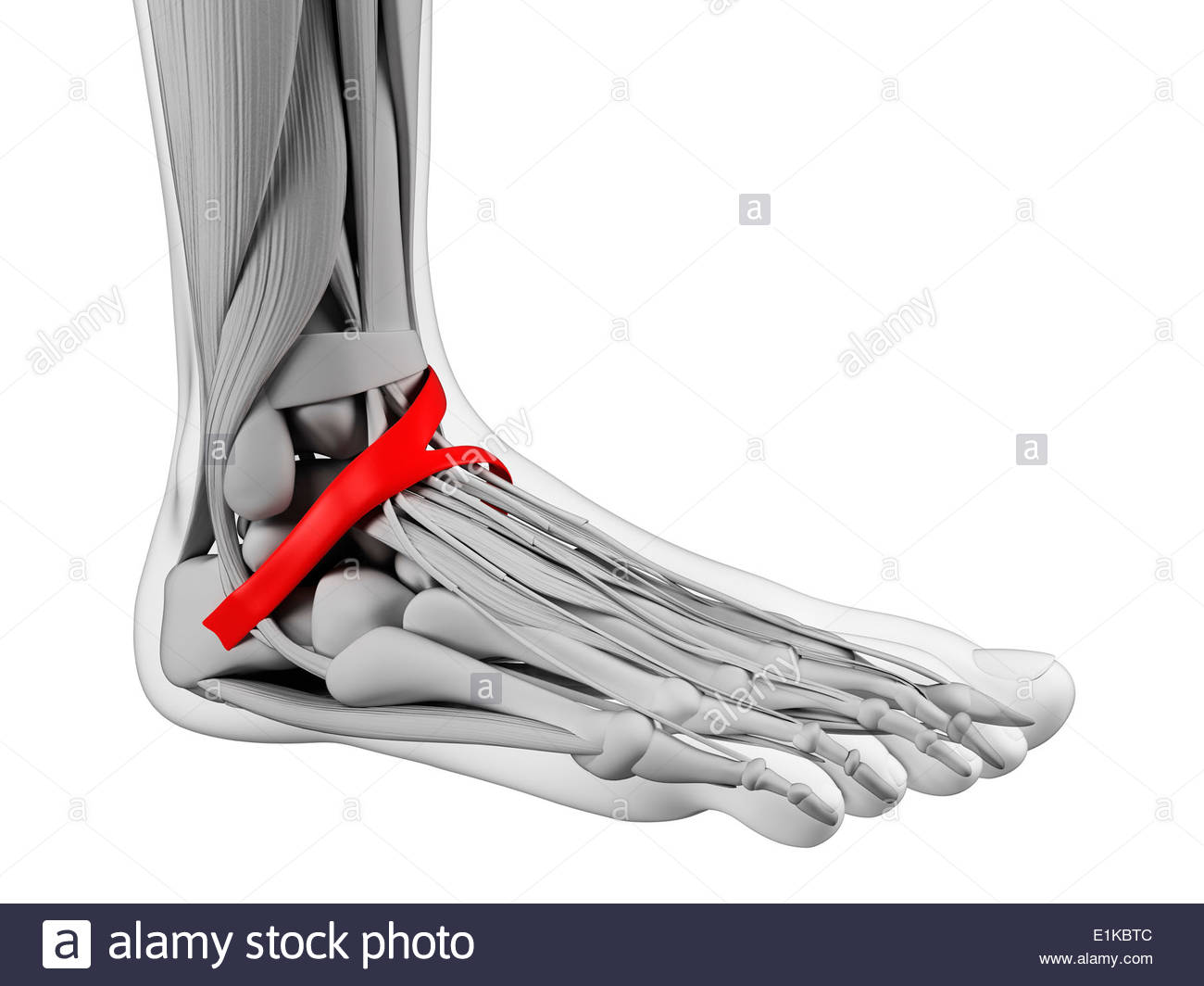 Anterior/Lateral Leg and Dorsal Foot Flashcards | Memorang