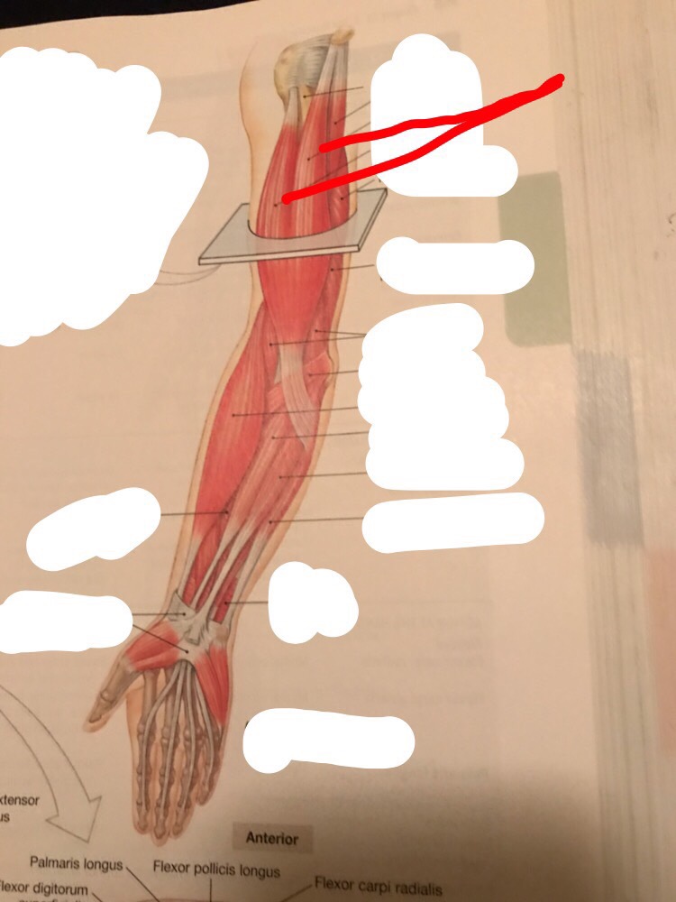 muscles pt 3 Flashcards | Memorang