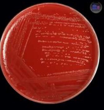 Practical part 1 Flashcards | Memorang