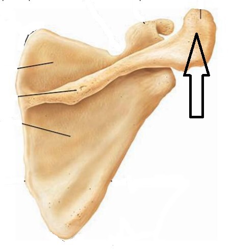 Appendicular Bone Anatomy Flashcards | Memorang