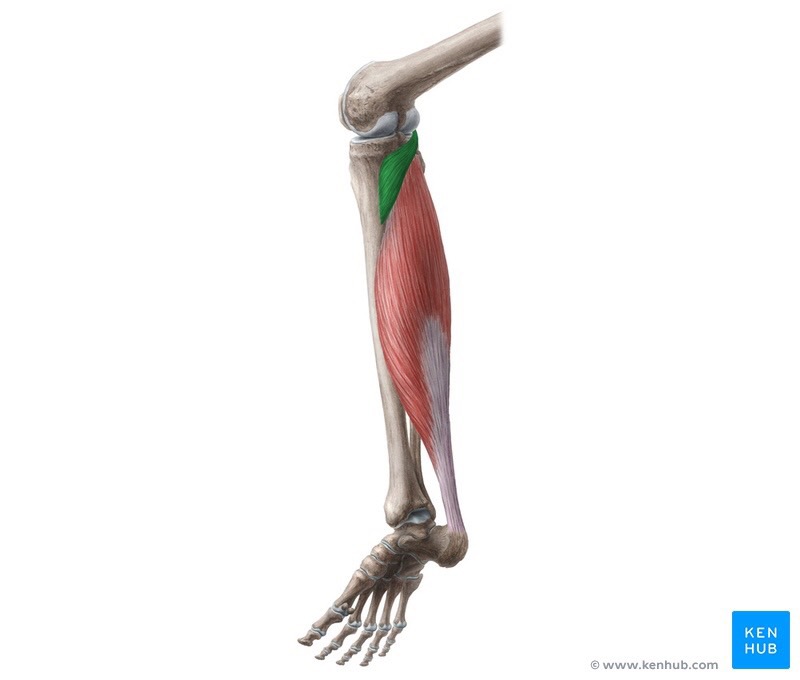 Posterior/lateral leg muscles Flashcards | Memorang