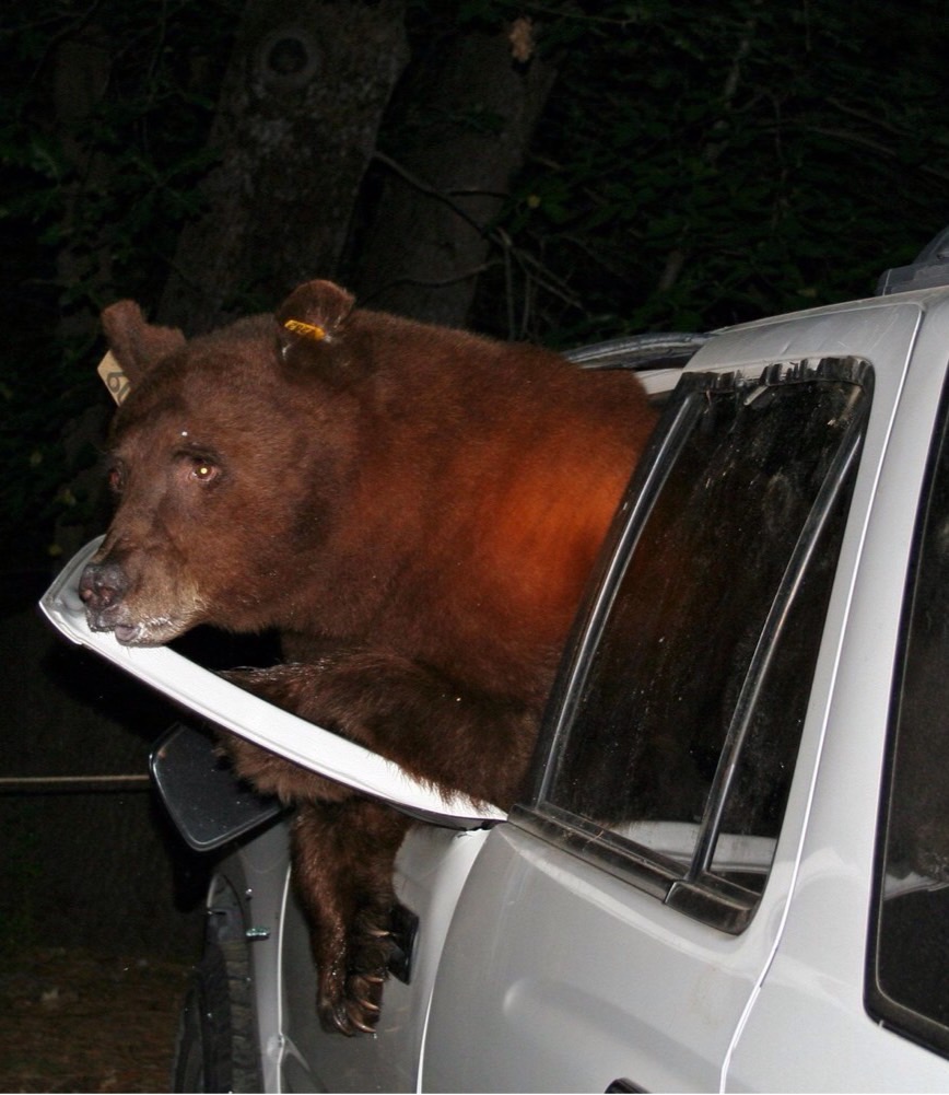 Animals that will steal your food Flashcards | Memorang