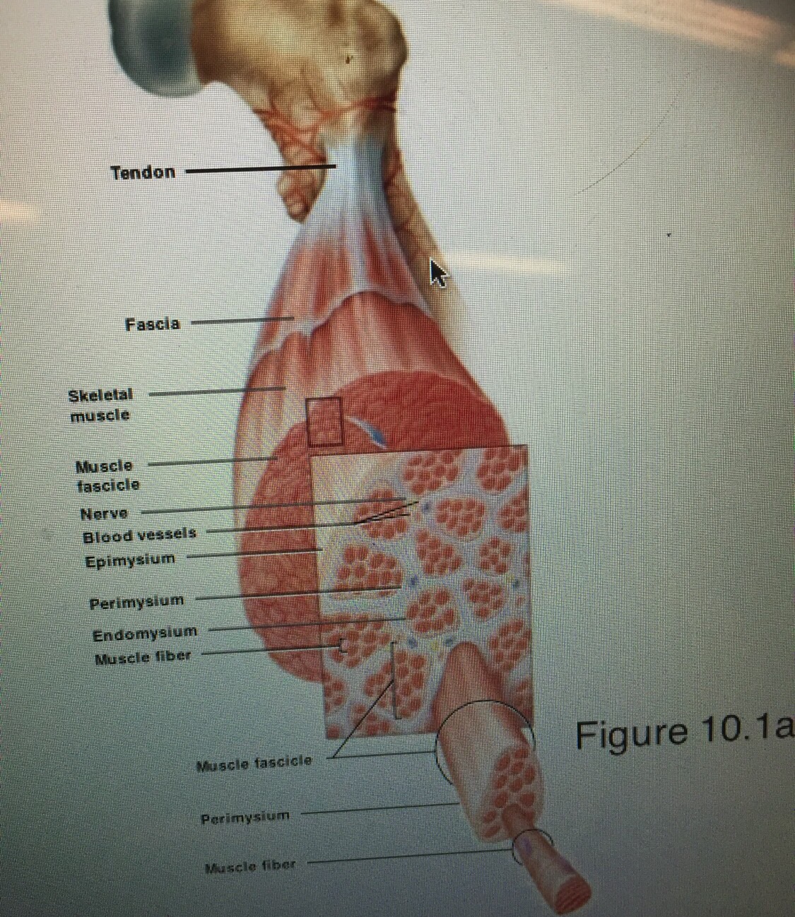 Chapter 10 Flashcards | Memorang