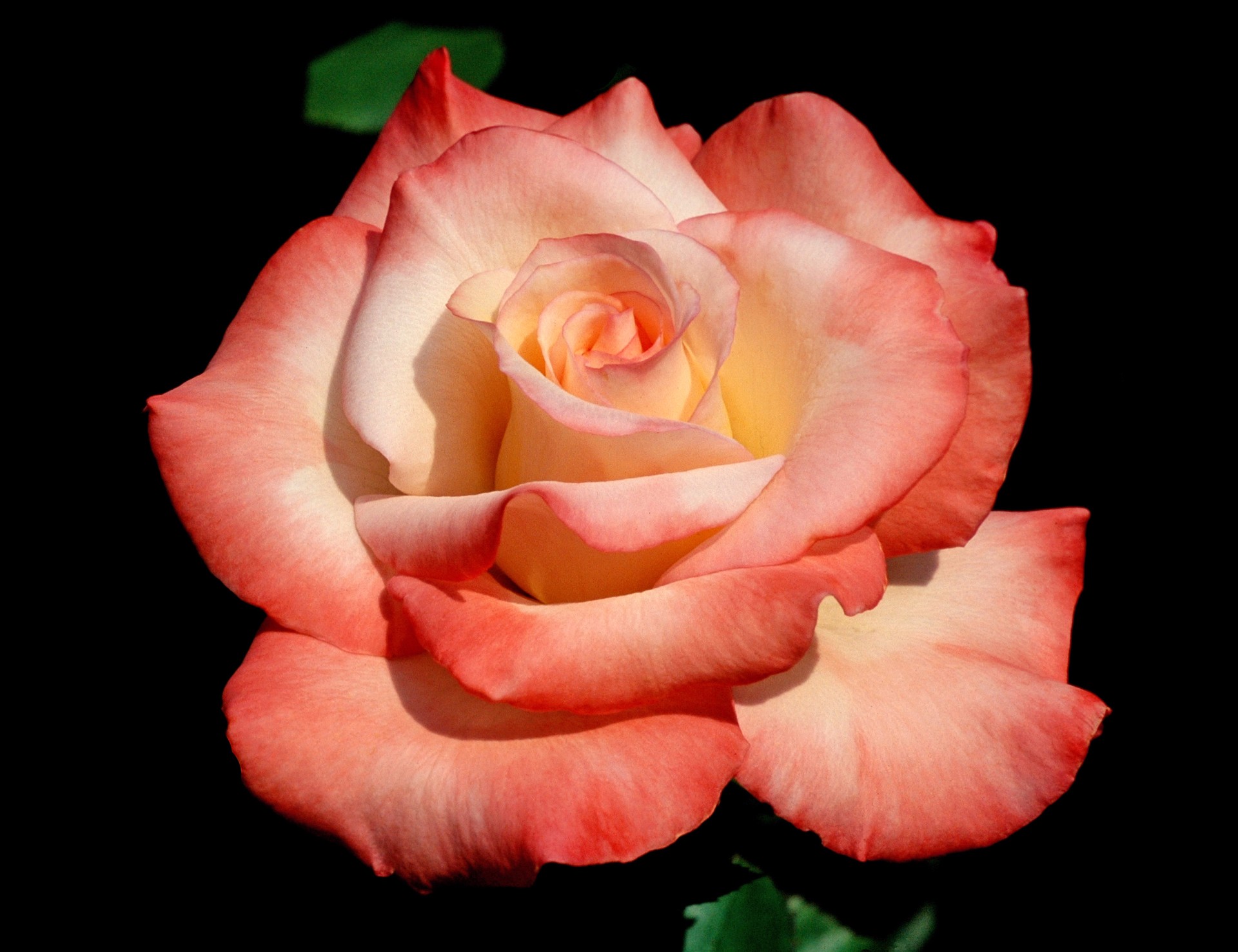Flower`s Flashcards | Memorang