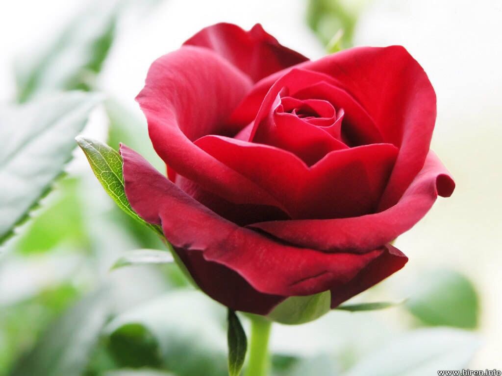 Flowers r beautiful!!!! Flashcards | Memorang