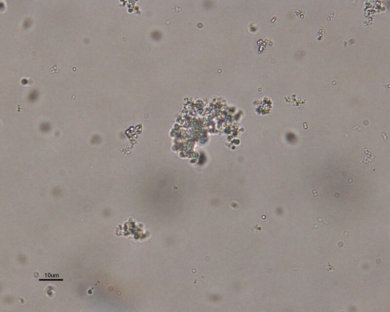 Chapter 15 Flashcards | Memorang