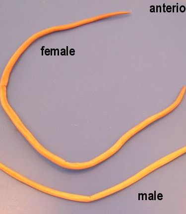 Helminths Flashcards | Memorang