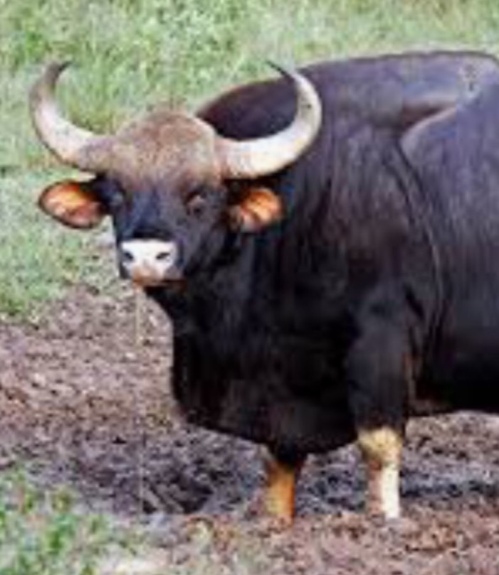 Khmer Vocabulary Flashcards | Memorang