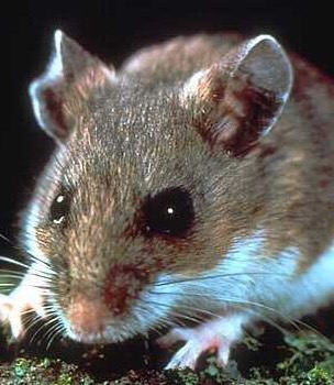 Gnawing mammals of North America Id Flashcards | Memorang