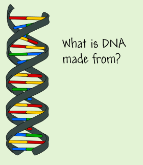 DNA Flashcards | Memorang