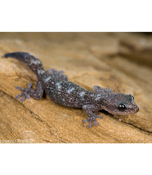 Lizards Flashcards | Memorang