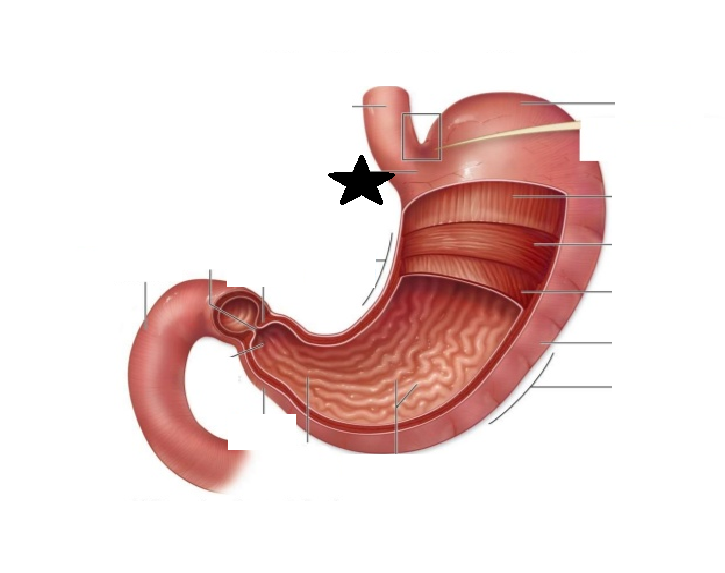 Stomach Flashcards | Memorang