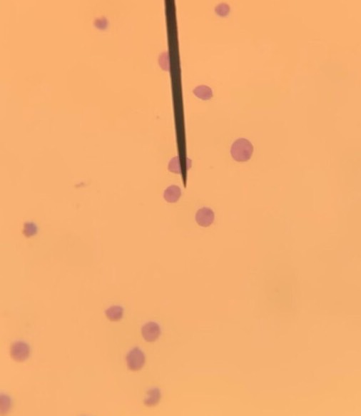 Microbiology Flashcards Memorang