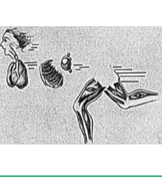 Week 5 - Respiratory Muscle Fatigue Flashcards | Memorang