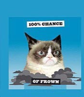 Grumpy cat Flashcards | Memorang