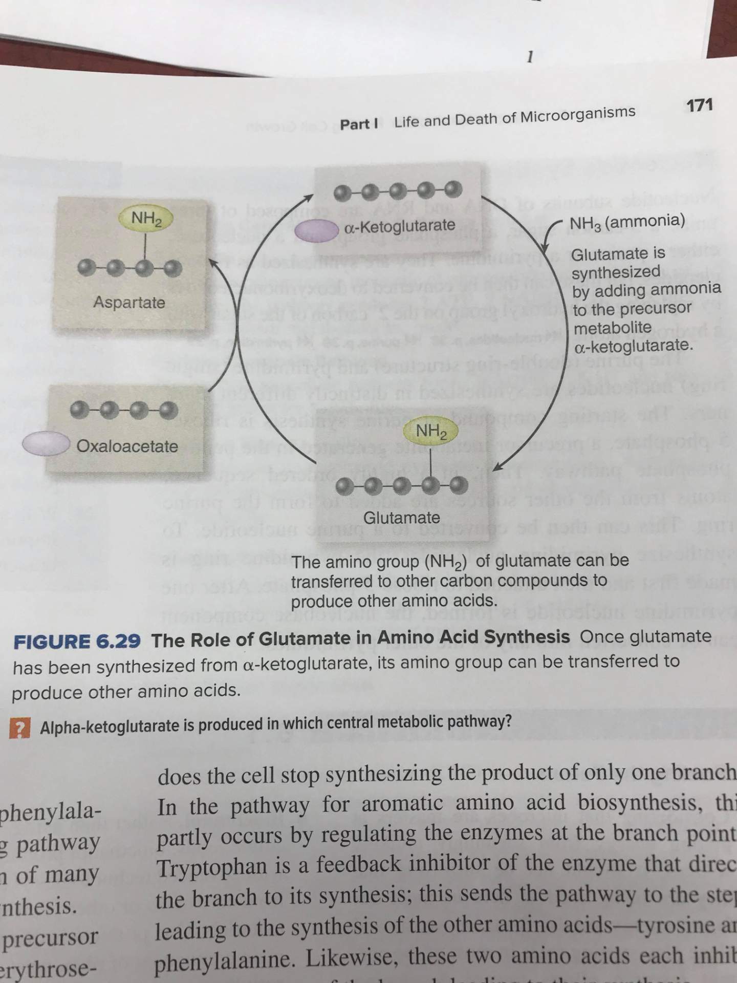 Microbiology Test 2 Figures Flashcards | Memorang