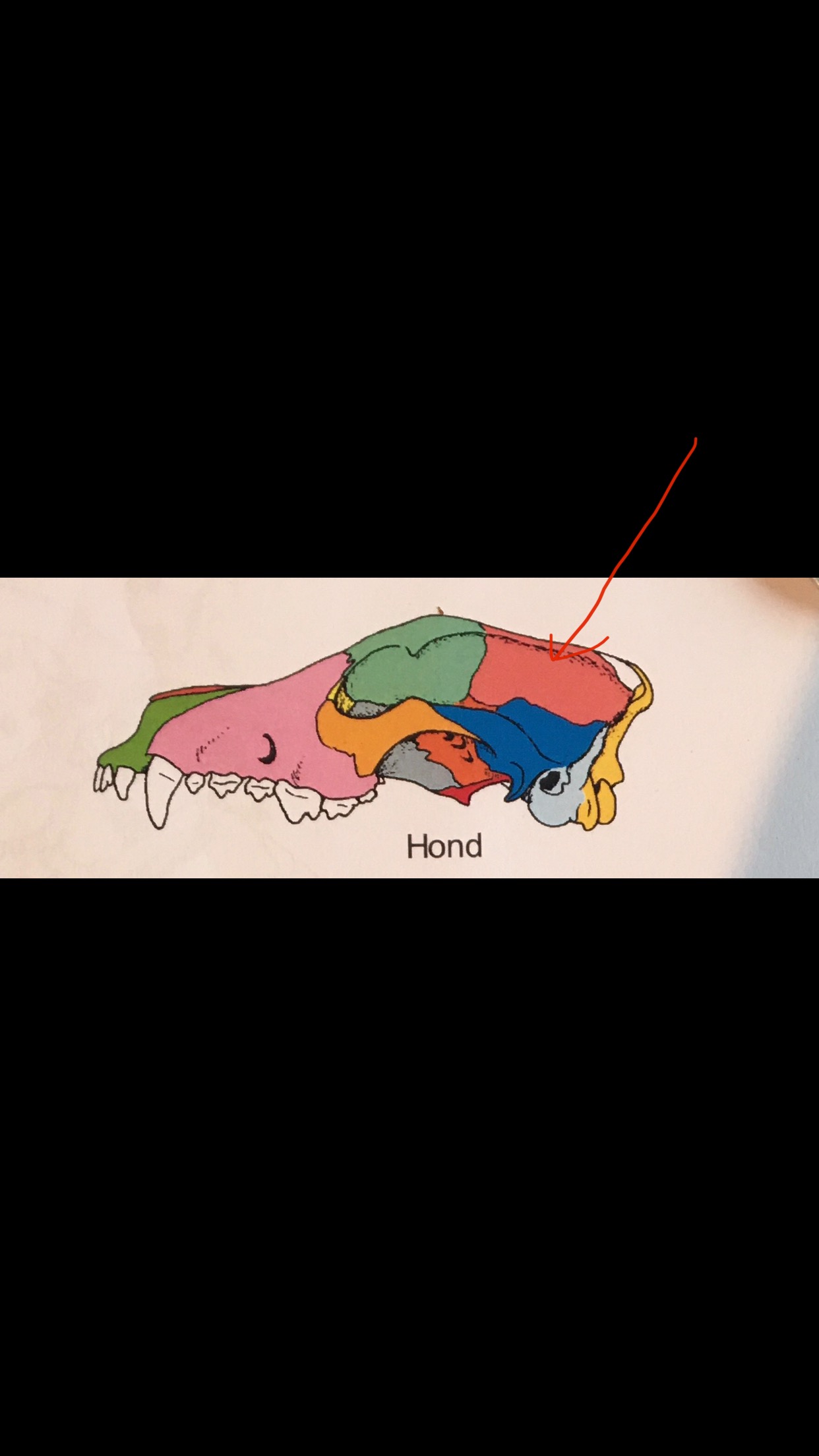 schedel hond Flashcards | Memorang