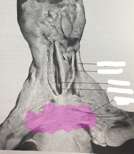 Fetal Pig Muscles Flashcards | Memorang