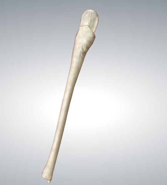 Ulna Bone Markings Flashcards | Memorang