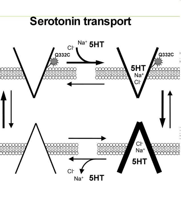 Nervous System Drugs- Part 3 (Chapter 9) Flashcards | Memorang