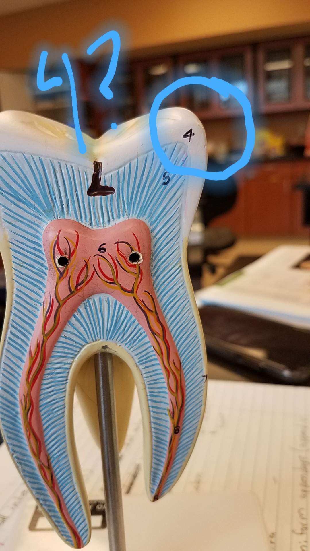 Tooth Flashcards | Memorang