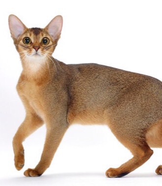 Cat Breeds Flashcards | Memorang