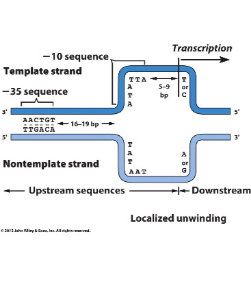 MBG Diagrams Flashcards | Memorang