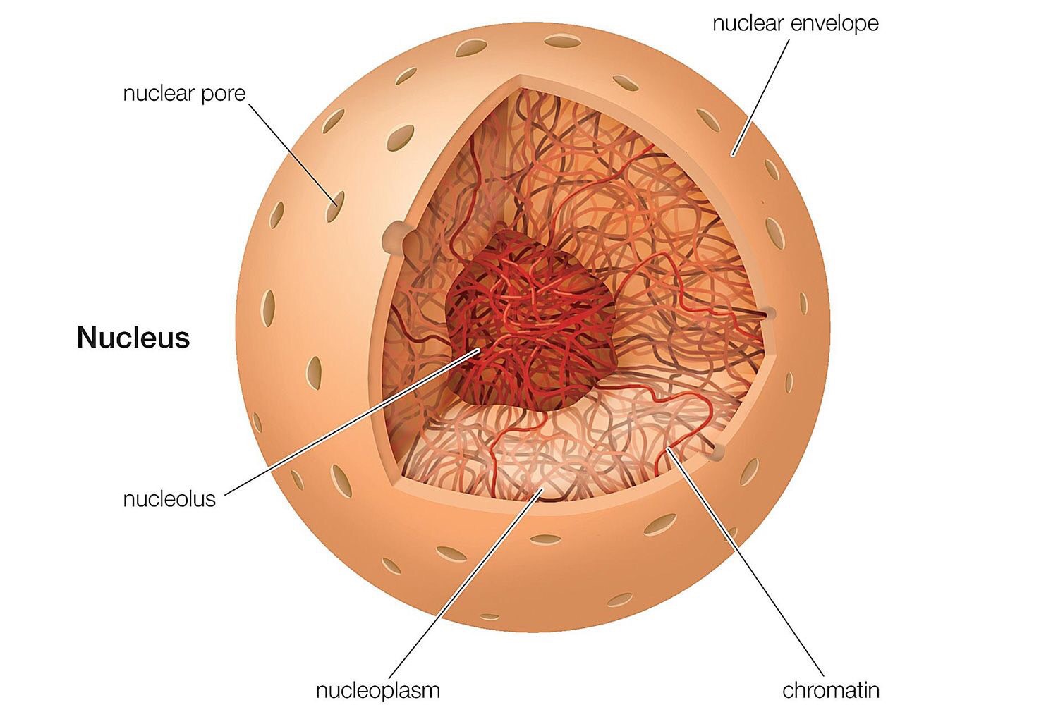 Parts Of A Cell Flashcards Memorang