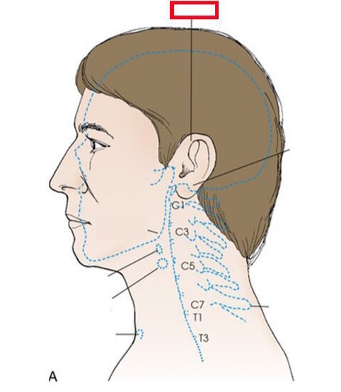 Chapter 2 study guide Flashcards | Memorang