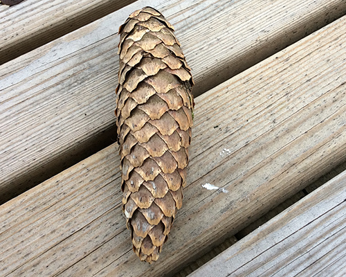 Puun osat Flashcards | Memorang