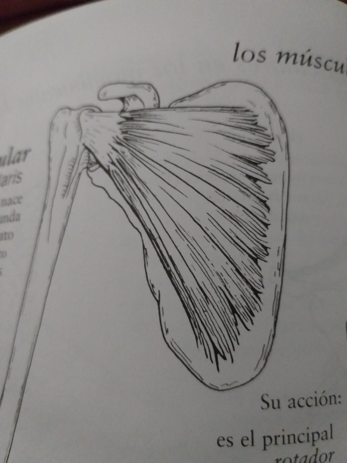 Musculos profundos de la art escapulohumeral Flashcards | Memorang