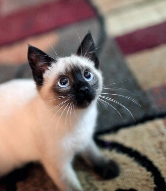 Cat Breeds Flashcards | Memorang