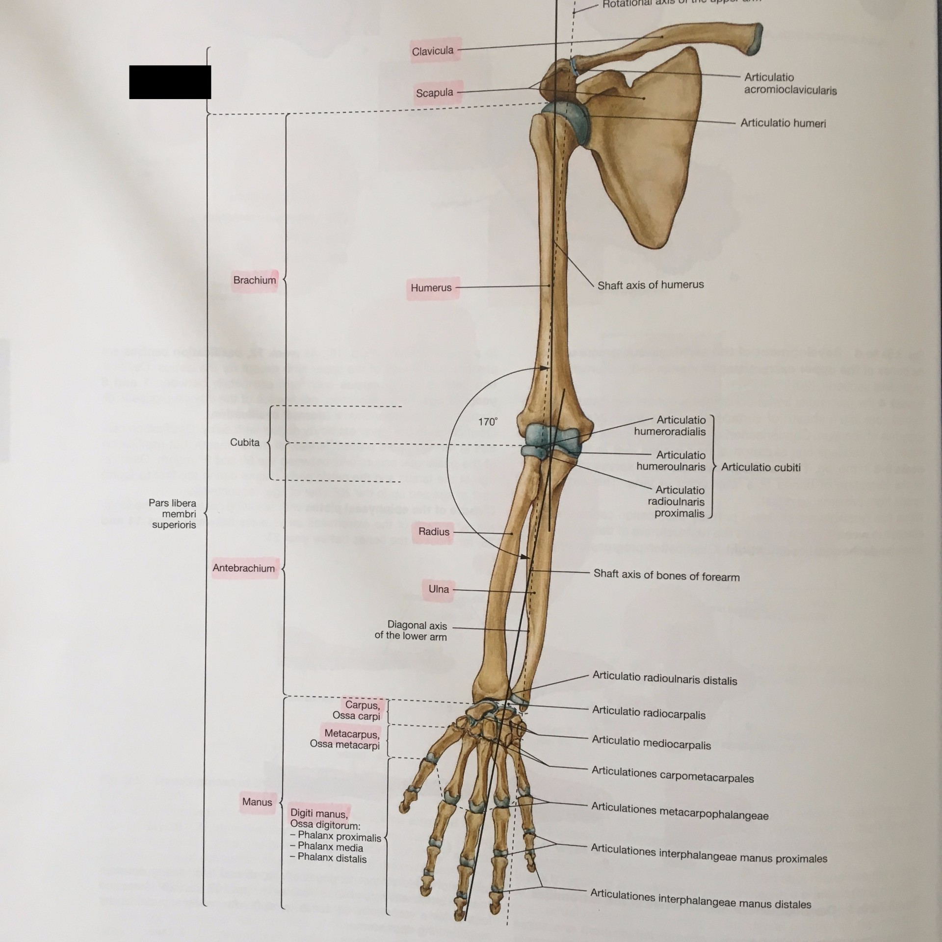 RSU anatomy Flashcards | Memorang