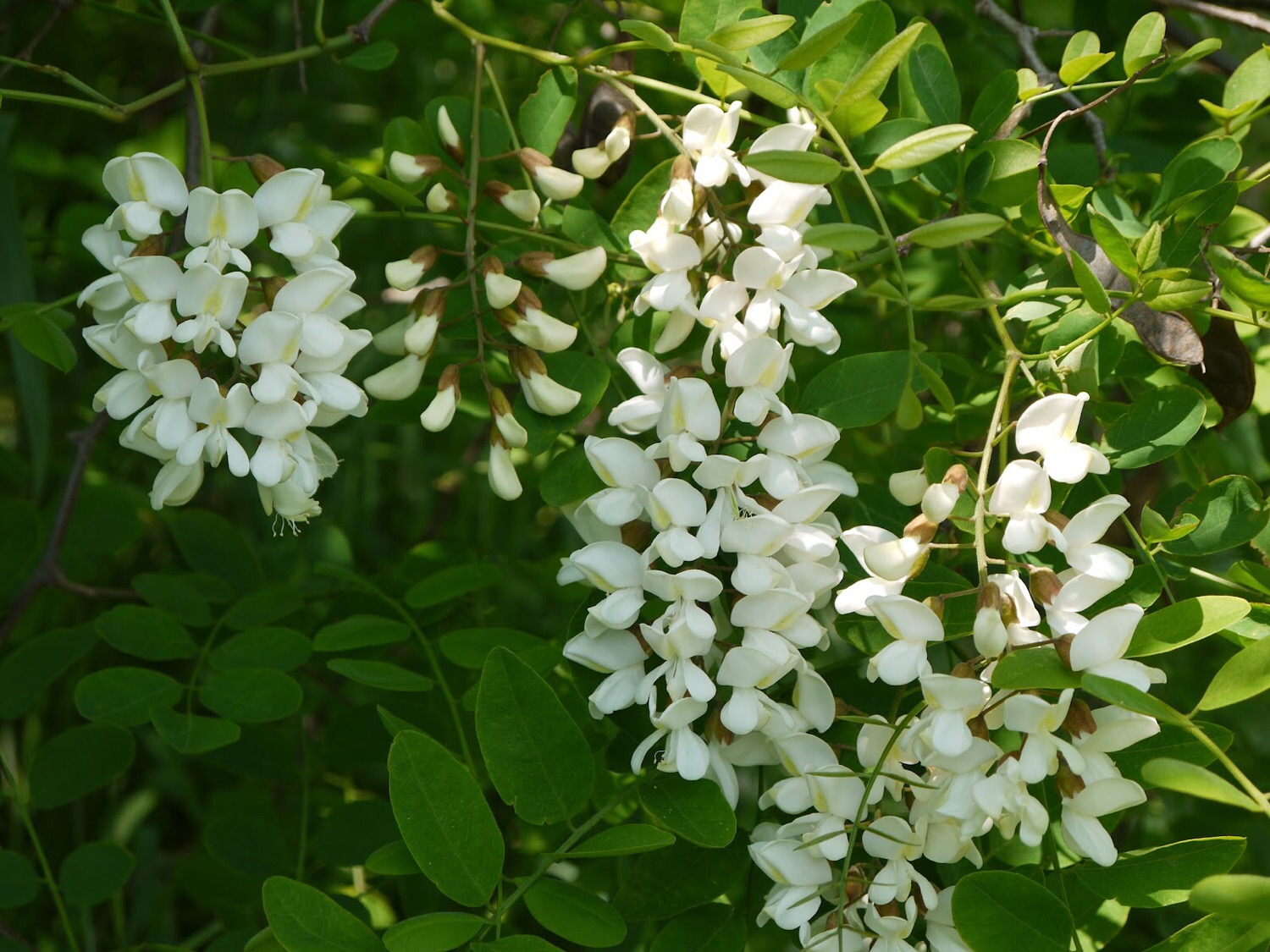 Language of Flowers Flashcards | Memorang