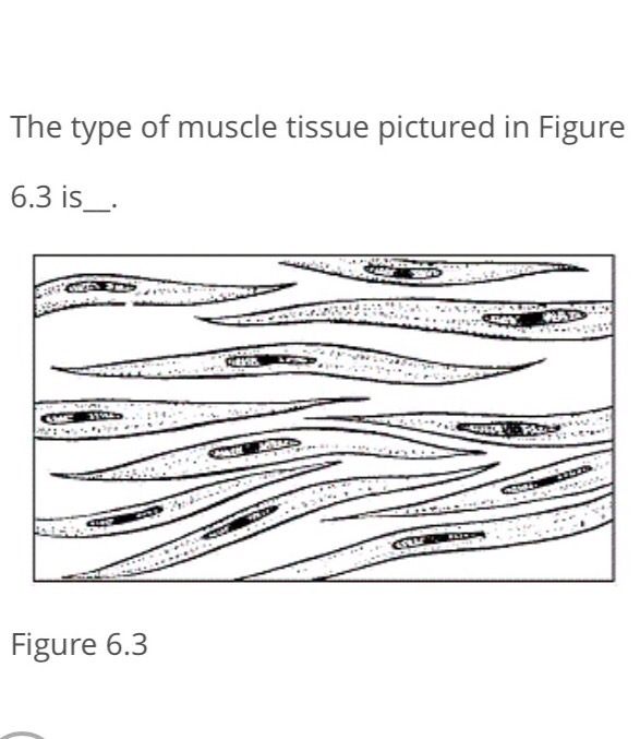 Anatomy And Physiology Flashcards Memorang