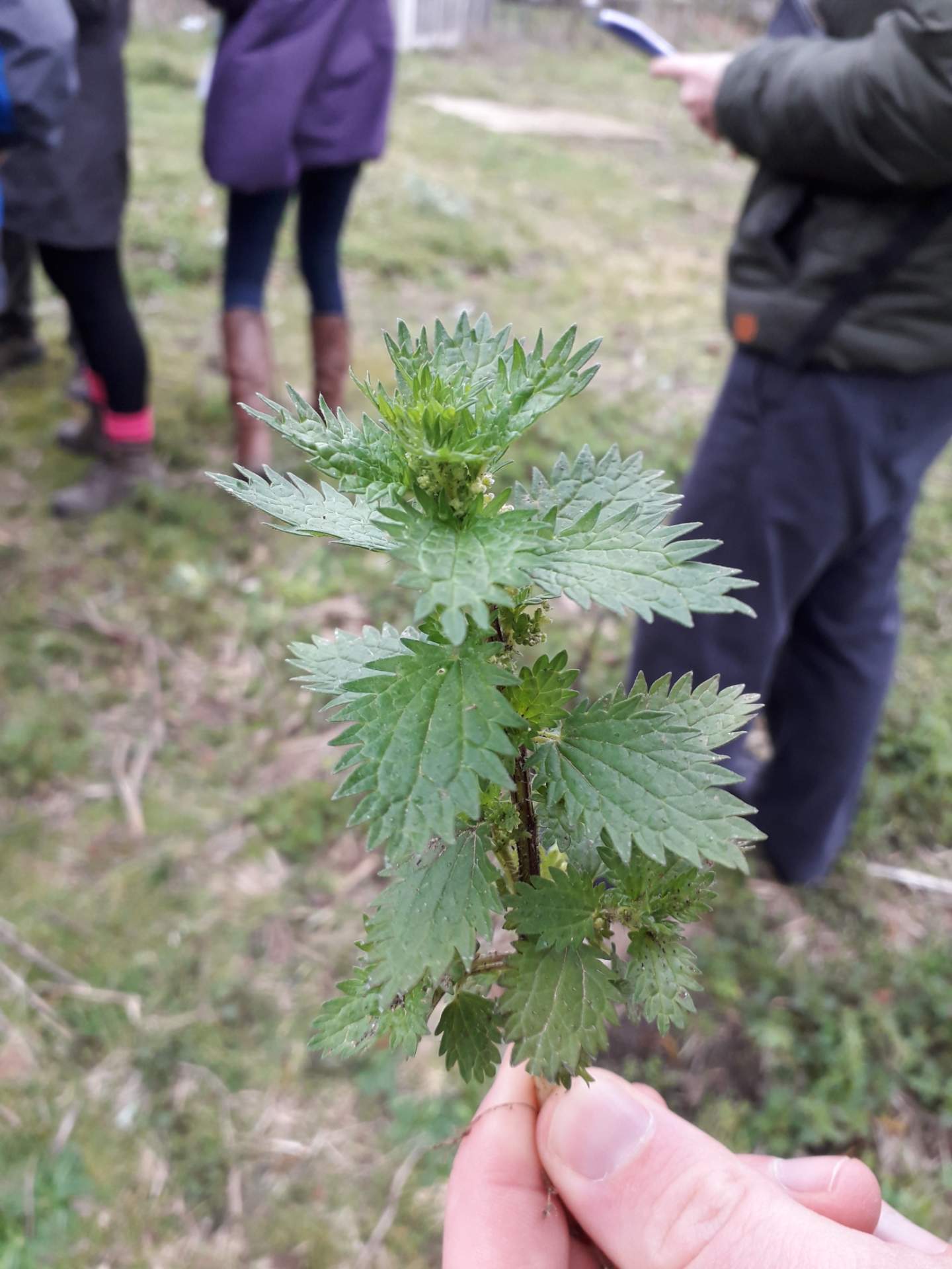 Weeds Flashcards | Memorang