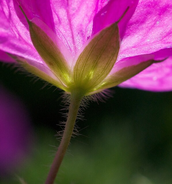 Parts of a Flower Flashcards | Memorang
