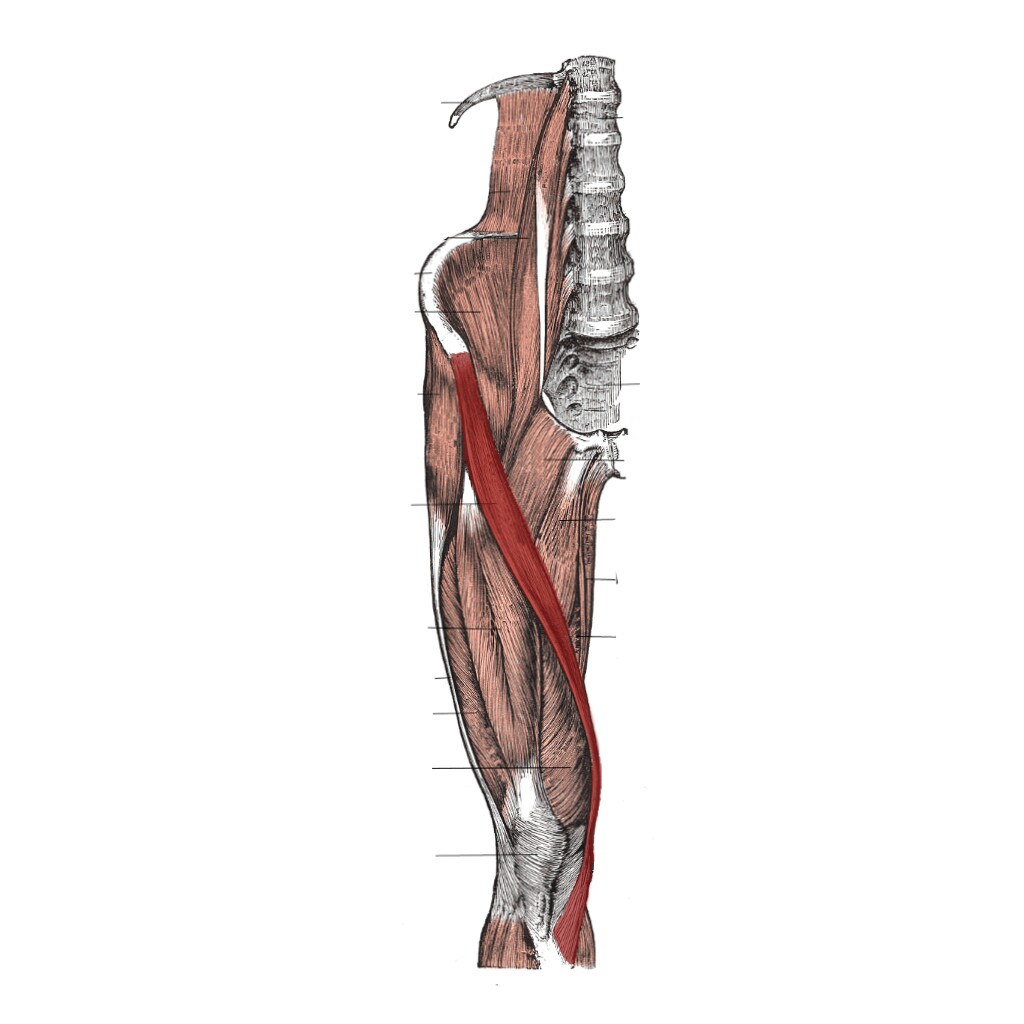 Músculos da coxa - ENF e BIOMED Flashcards | Memorang