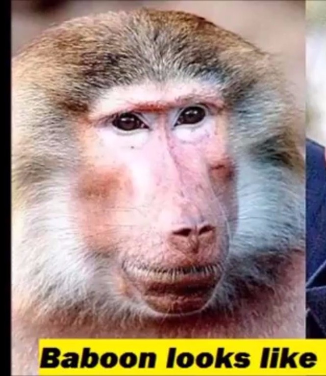 memes Flashcards | Memorang