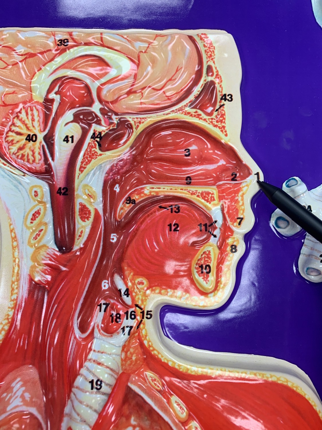 Respiratory (flat model) Flashcards | Memorang