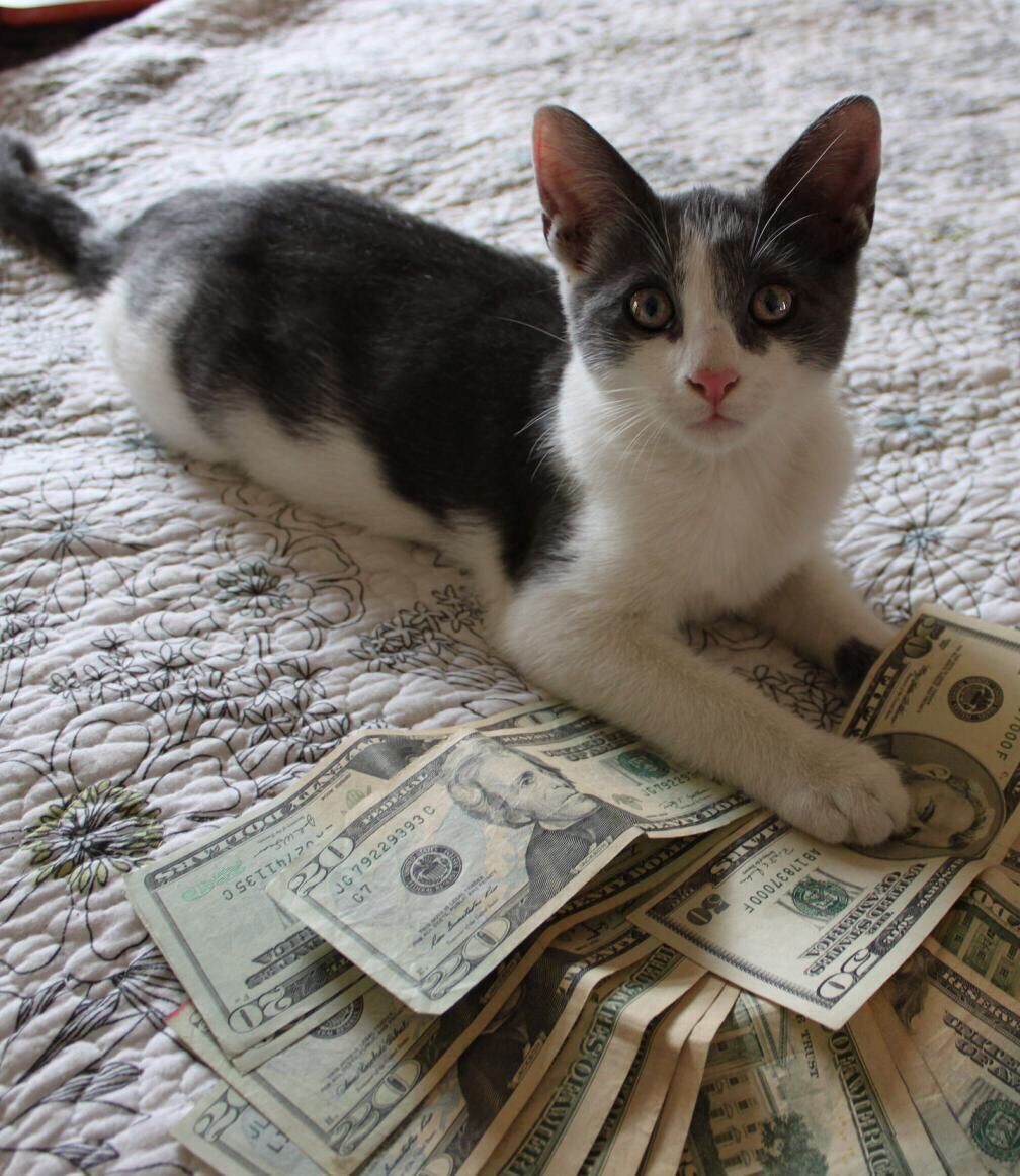Cats Nicknames Flashcards Memorang