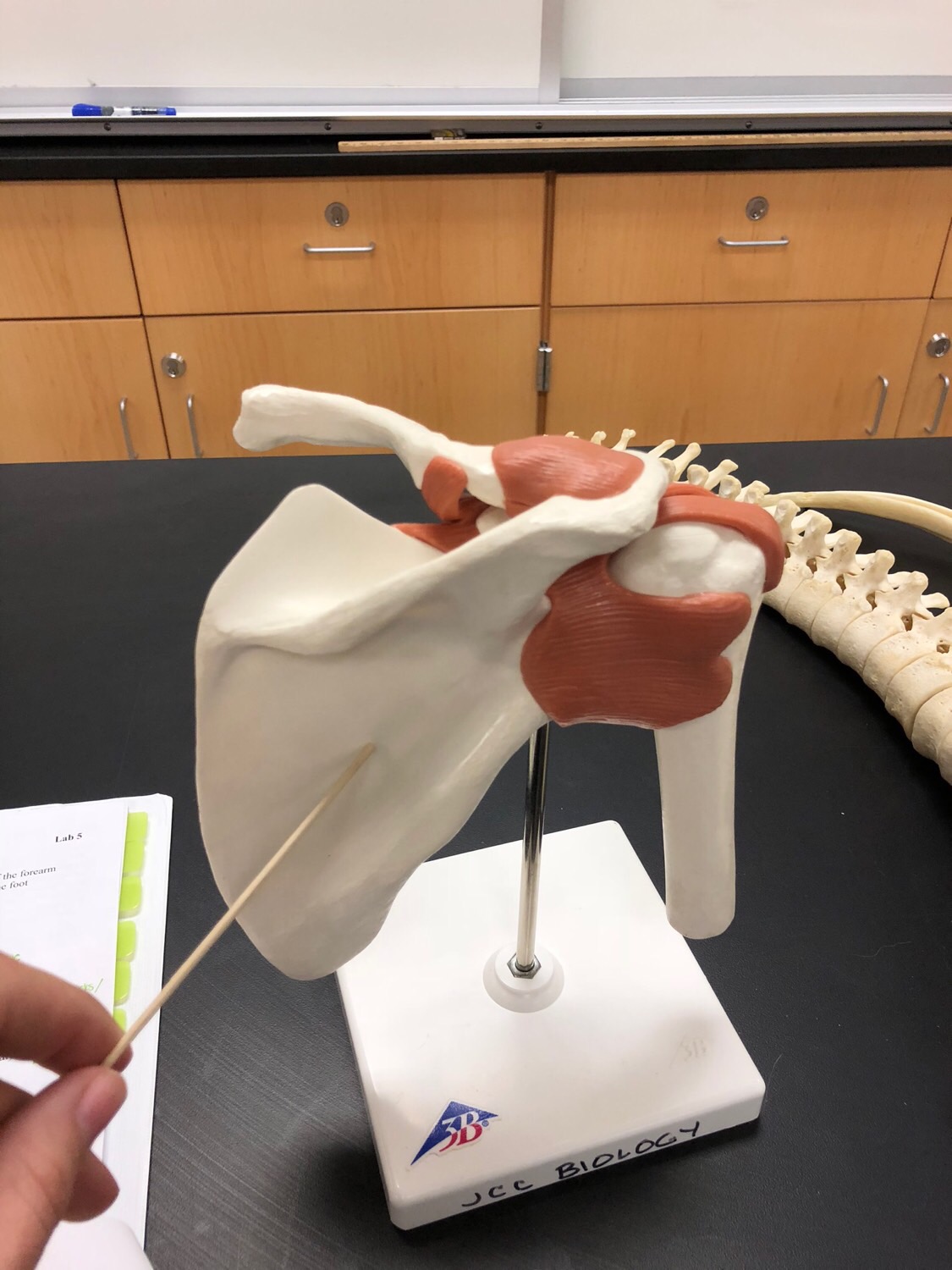 Specific anatomy- shoulder Flashcards | Memorang