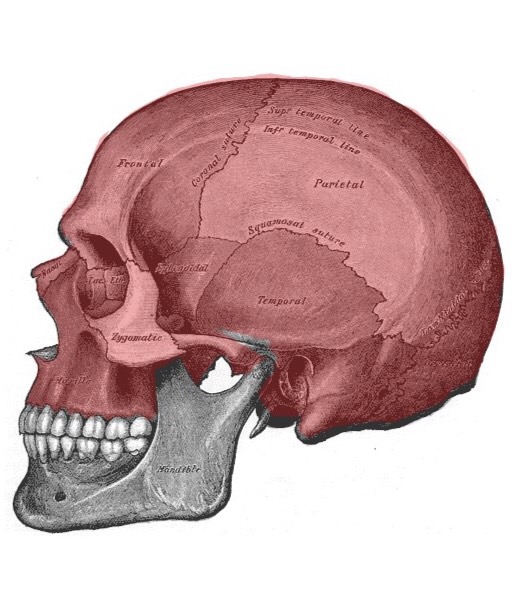 Science - Human Skeleton Flashcards | Memorang