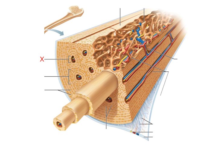 Long bones Flashcards | Memorang